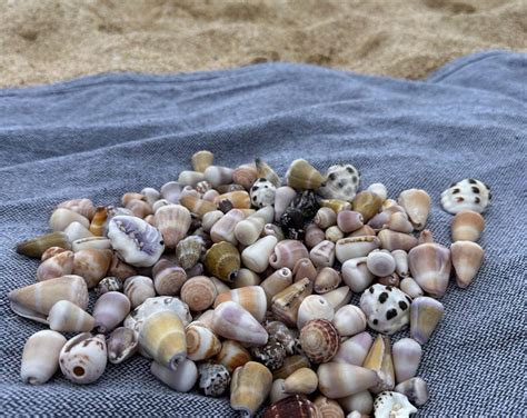 Large Hawaiian Cone Shells Abbreviated Cone Golden Yellow Cat Cone Olive Green Cone Loose Cone