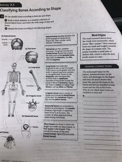 solved activity 7 1 classifying bones according to shape we