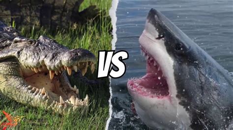Saltwater Crocodile Vs Great White Shark Which One Will Win In A Fight