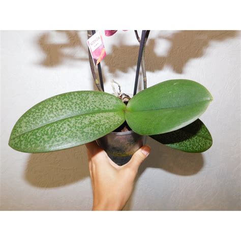 Купить орхидею Фаленопсис Диффузион Diffusion с доставкой по Украине