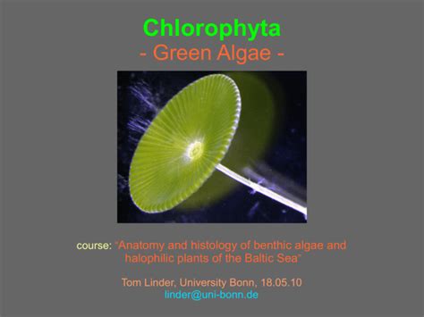 Chlorophyta Green Algae Anatomy And Taxonomy