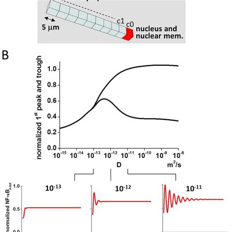 Bifurcation Like Regulation Of Nuclear Nf κb Oscillation By Diffusion