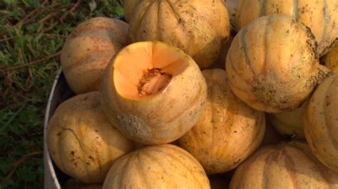 Le Retour Au Bercail Dun Melon Oublié Radio Canadaca