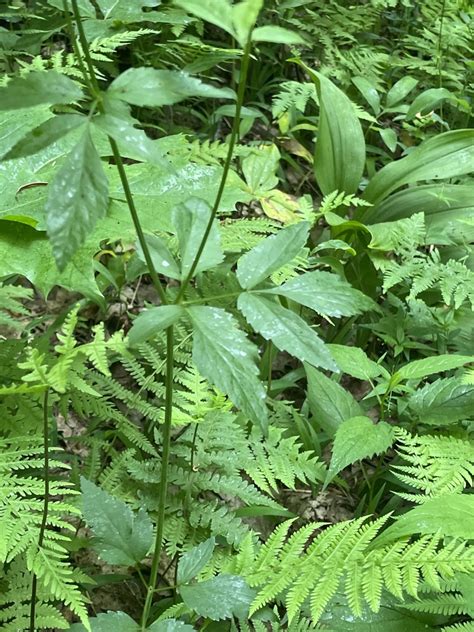 Hairyjoint Meadowparsnip Search Native Plant Hub