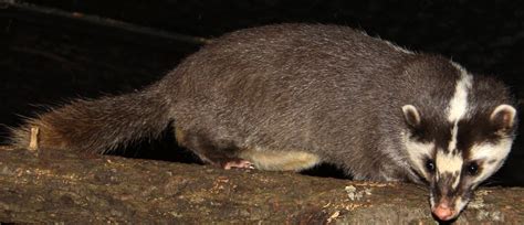 Хорьковые барсуки Melogale Lifecatalog