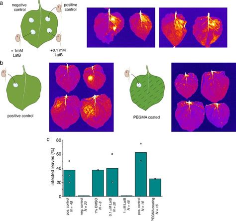 Leaf Infection Assays A Detached Leaf Assay To Test The Effect Of