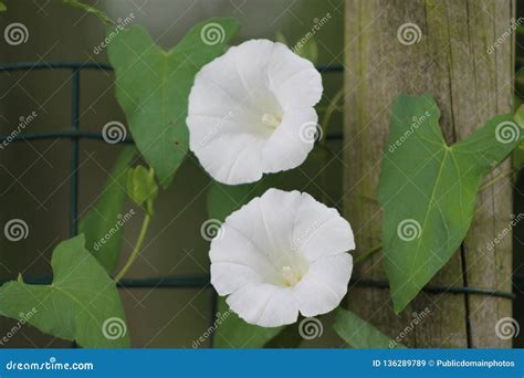What Is The Difference Between A Moonflower And Morning Glory At Cathy