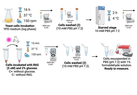 Preparing Yeast Cells For Flow Cytometry Measurement BioRender Science Templates