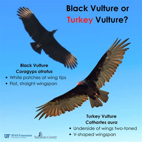 Stories Of Gratitude For The World Of Wildlife Turkey Vultures Uf