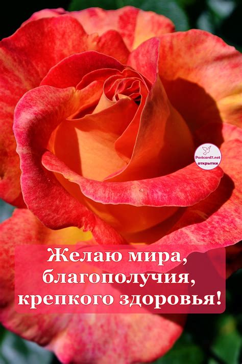 Крепкого здоровья, мира — Открытки к празднику