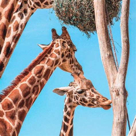 Giraffes Majestic Giants Of The Savanna 🦒 Voy Aprender Inglés