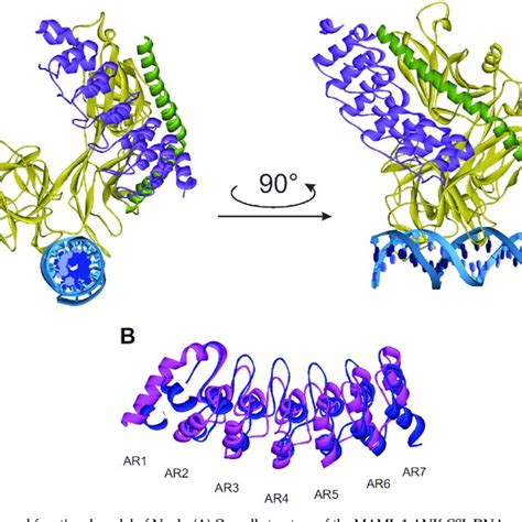 Proposed Functional Model Of Nank A Overall Structure Of The