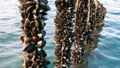 Research Supports Aquaculture At Swansea Bay