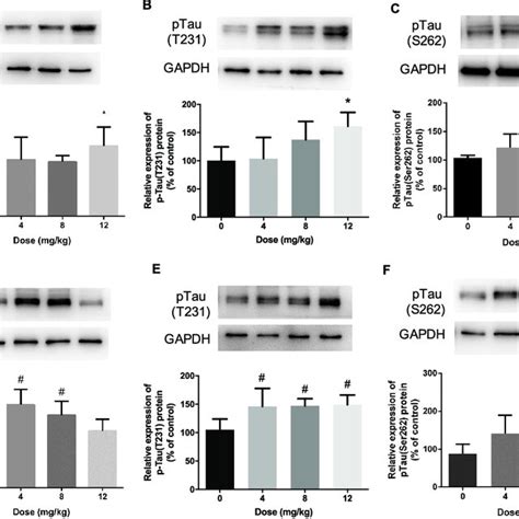 Tau And Phosphorylated Tau Were Upregulated In Mice Brain In Response