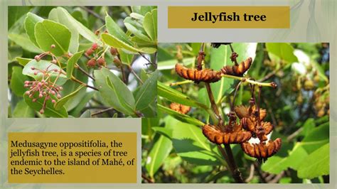 Ppt Seychelles Plants By Savoy Resort And Spa Powerpoint Presentation