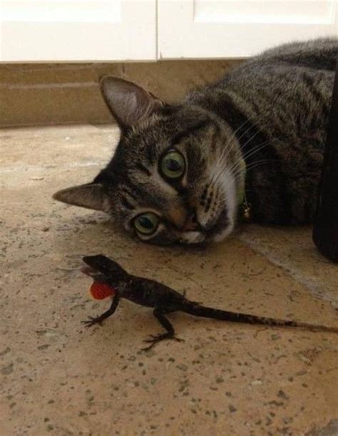 Dexie Went Into A Catatonic State When He Found The Lizard On The Front Porch He Thinks Hes