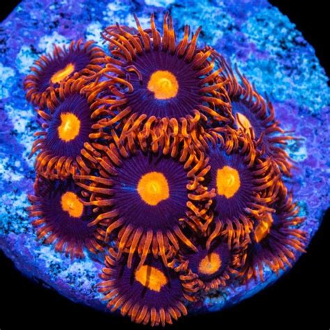 Zoanthid Identification Archives Frag Box Corals