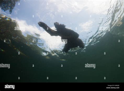 Pygmy Three Toed Sloth Bradypus Pygmaeus Swimming In Mangrove Forest