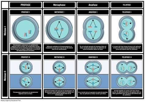 Storyboard That Gratis Meiose Diagrammen En Activiteiten In 2025