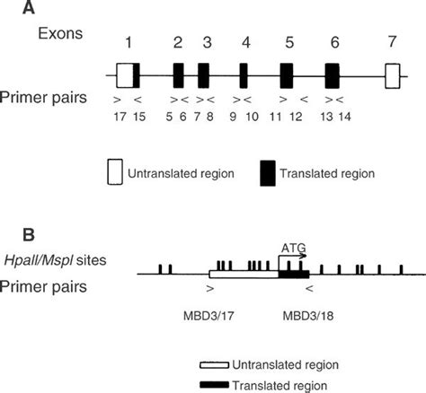 A Mbd3 Gene Structure B Mbd3 Cpg Island Hpaii Mspi Restriction Download Scientific Diagram