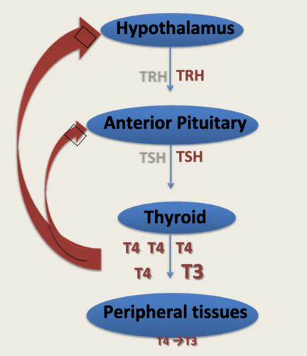 Evaluation Of Thyroid Function And Path Flashcards Quizlet