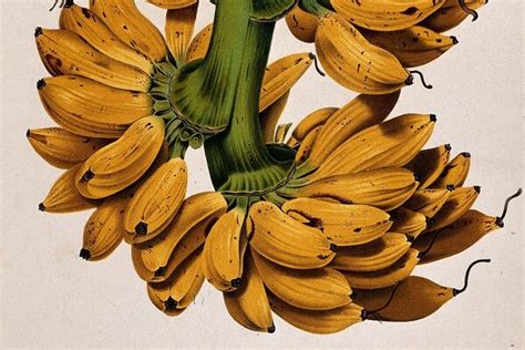 A Quest For The Gros Michel The Great Banana Of Yesteryear Gastro