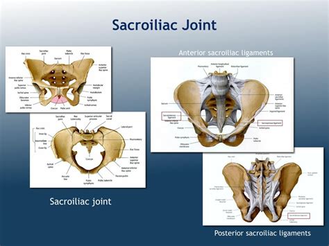 Ppt Organization Of The Lower Limb Powerpoint Presentation Free
