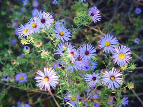 Aster Aromatic Hamilton Native Outpost