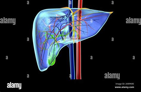 Normal Human Liver Stock Videos And Footage Hd And 4k Video Clips Alamy