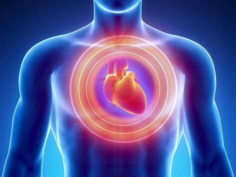 Importance Of Regular Heart Health Checkups The Harley Street