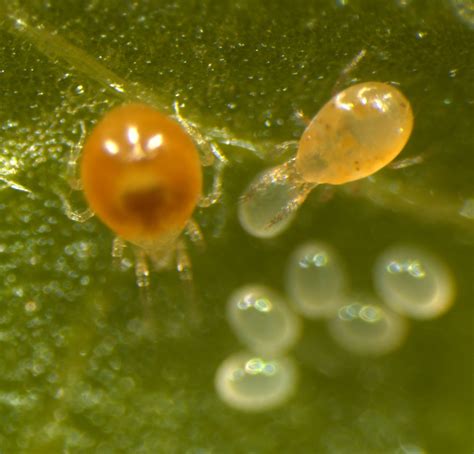 Cuckoo Behavior In A Tiny Mite Functional Ecology Plain Language