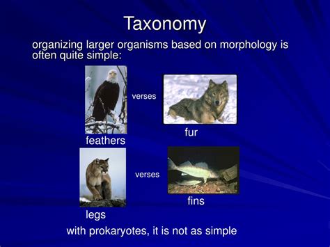 Ppt Prokaryotic And Eukaryotic Classification And Identification