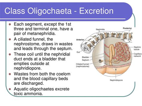 Ppt Segmented Worms Powerpoint Presentation Free Download Id293854