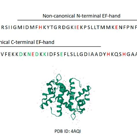 Figure A1 Structures Of S100a4 Protein A Predicted Amino Acid
