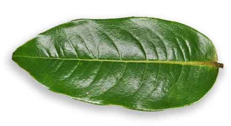 Panagulingon Cratoxylon Cratoxylon Sumatranum Philippine Medicinal Herbs Alternative Medicine