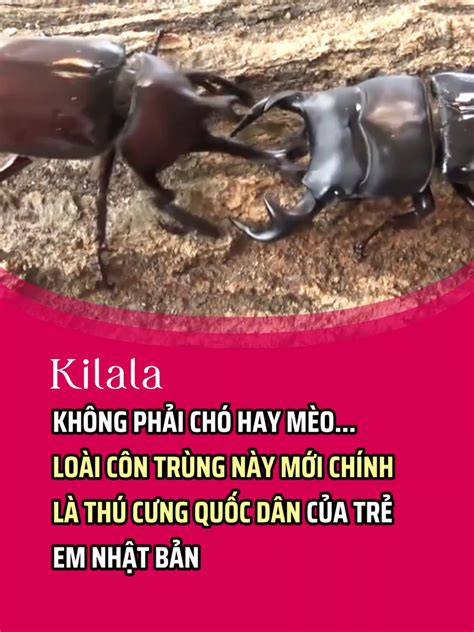 Không Phải Chó Hay Mèo Kabutomushi Mới Chính Là Thú Cưng Quốc Dân Của