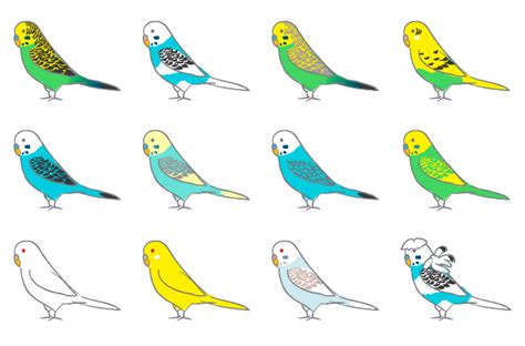 セキセイインコ 種類一覧 セキセイインコ 画像 Brrdqv