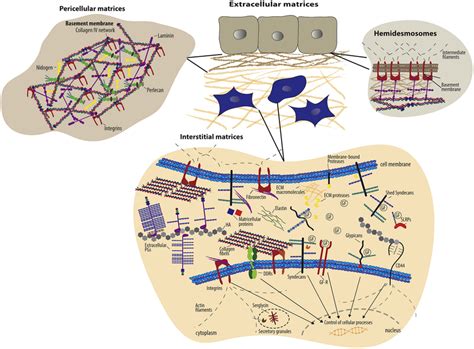 Extracellular Matrix Diagram