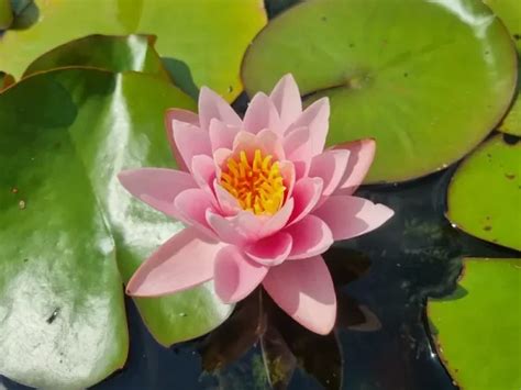 Nenuphar Nymphaea Anna Epple Plantes Aquatiques
