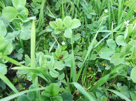 Preporuke Bd Lucerka