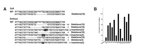 Analysis Of Mutagenic Cells And Embryos A Dna Sequence Analysis Of
