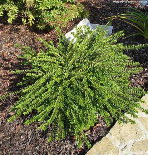 Sausserdis Aurea” Dārza Burvība