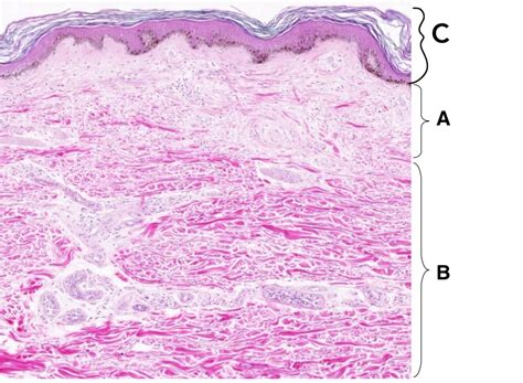 Dermis Histology Skin Layers Structure Function Anatomy And More