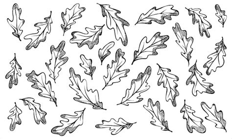Oak Leaf Leather Carving Pattern
