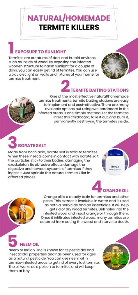 Termite Treatment Everything You Should Know