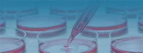 Cell Culture Solutions Creative Bioarray