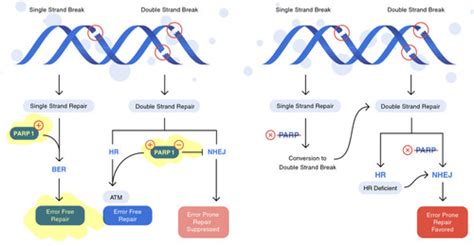 Poly Adenosine Diphosphate Ribose Polymerase Parp Inhibitors Flashcards Quizlet
