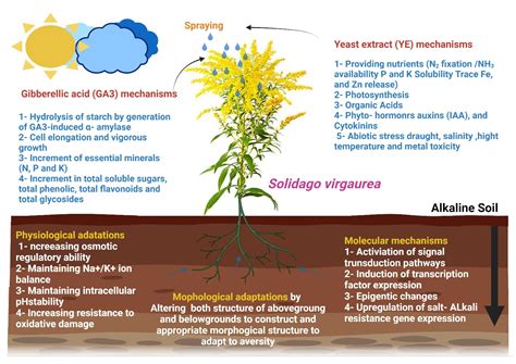 Integrative Application Of Foliar Yeast Extract And Gibberellic Acid