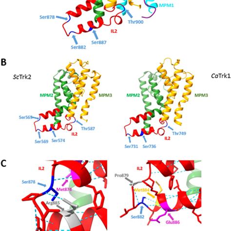 3d Model Of Trk1 Depicting Structure Of Il2 And Predicted Hydrogen