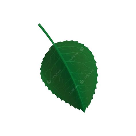 Green Leaves Plant Leaves Illustration Tropical Vector Leaf Green